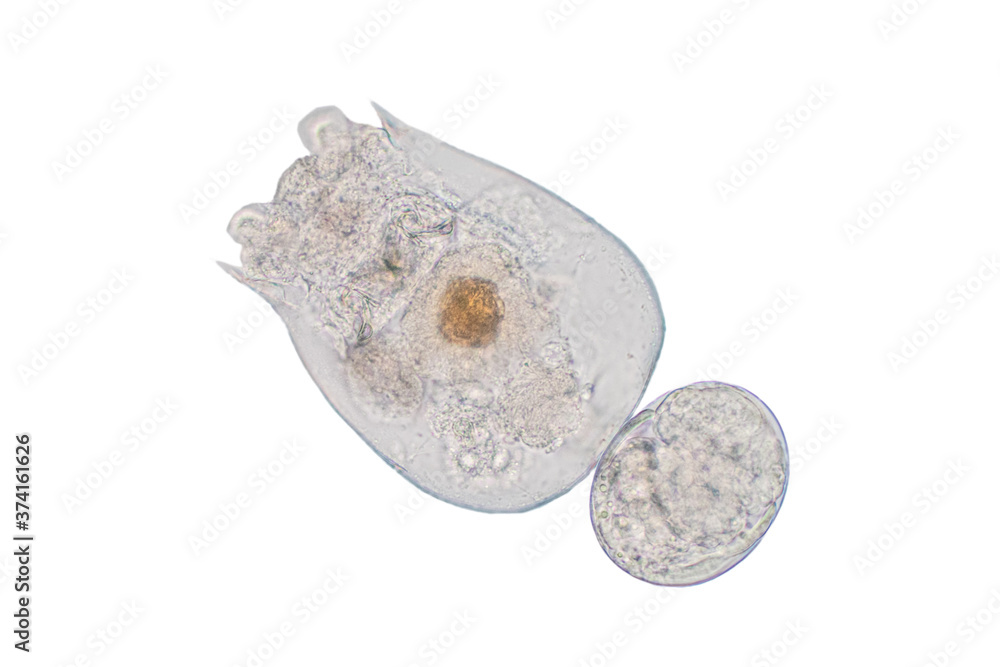 Rotifera, commonly called wheel animals under the microscopic view ...