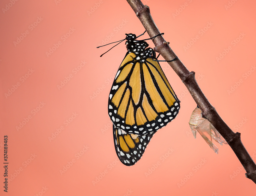 Newly emerged male Monarch butterfly (danaus plexippus) and its ...