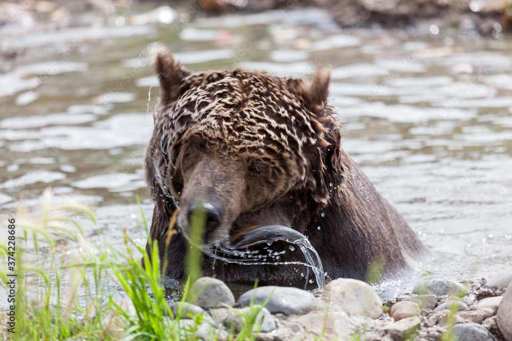 Grizzly Bear Shake Stock Photo | Adobe Stock