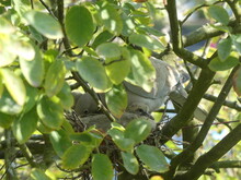 Collared Dove Free Stock Photo - Public Domain Pictures