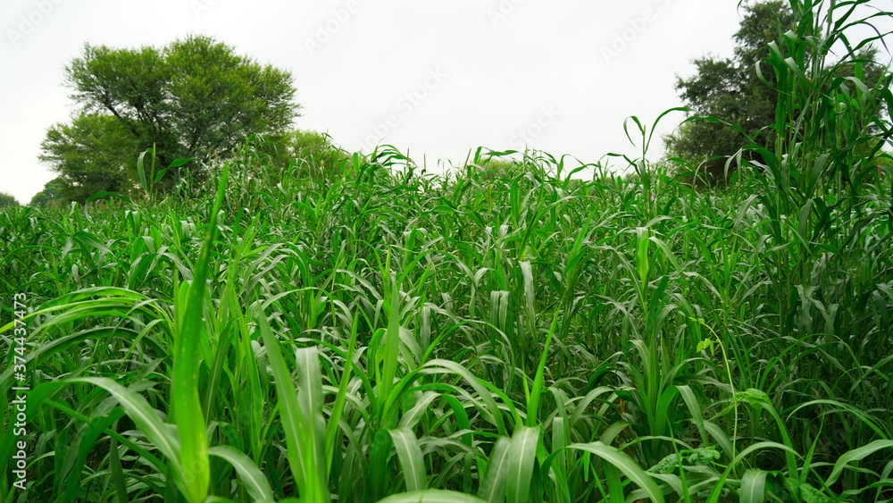 Growing millet plants in a Indian farmland. Green new budding plant ...
