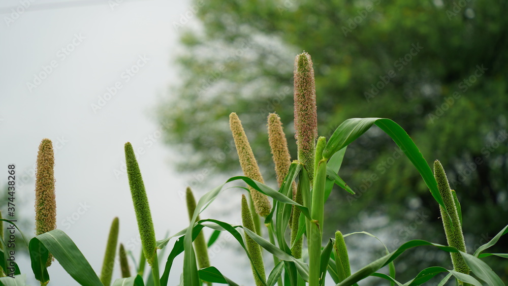 Photo Stock Growing millet plants in a Indian farmland. Green new ...
