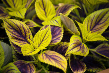 Coleus Leaves Close-up Free Stock Photo - Public Domain Pictures