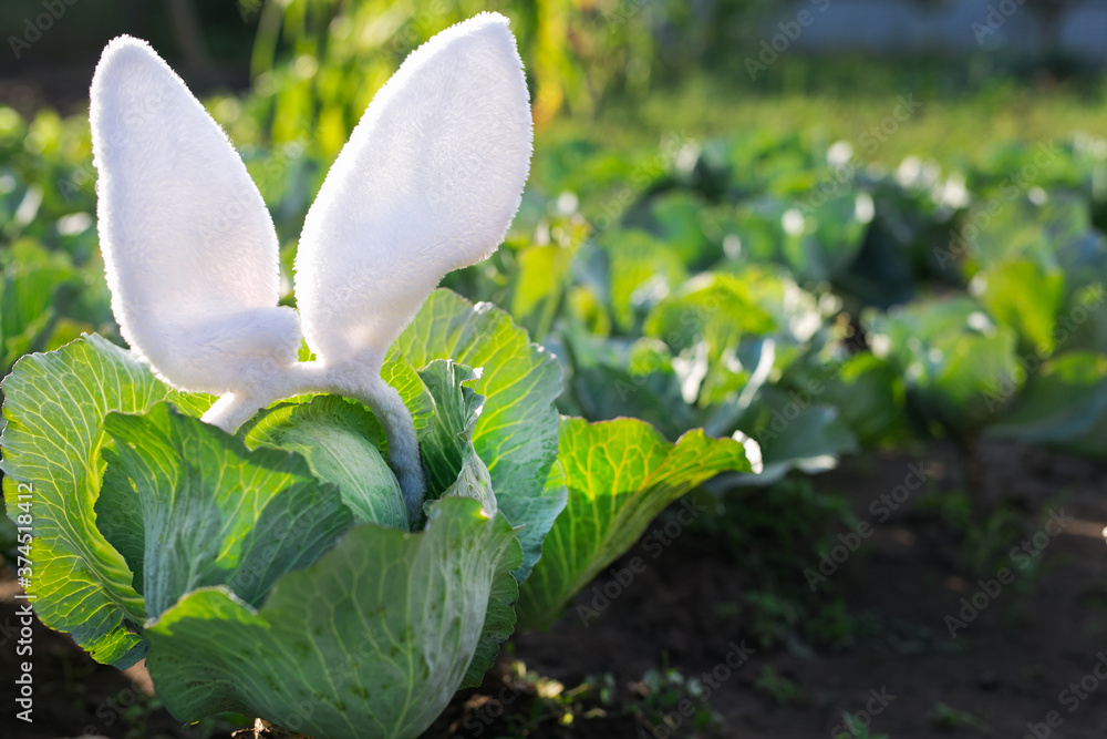 Foto de Stock delicious beautiful cabbage grows in the garden. country ...