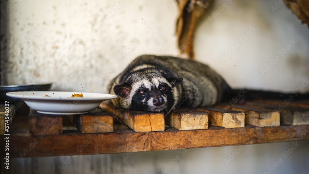Kopi luwak animal in captivity at coffee plantation farm in South East ...