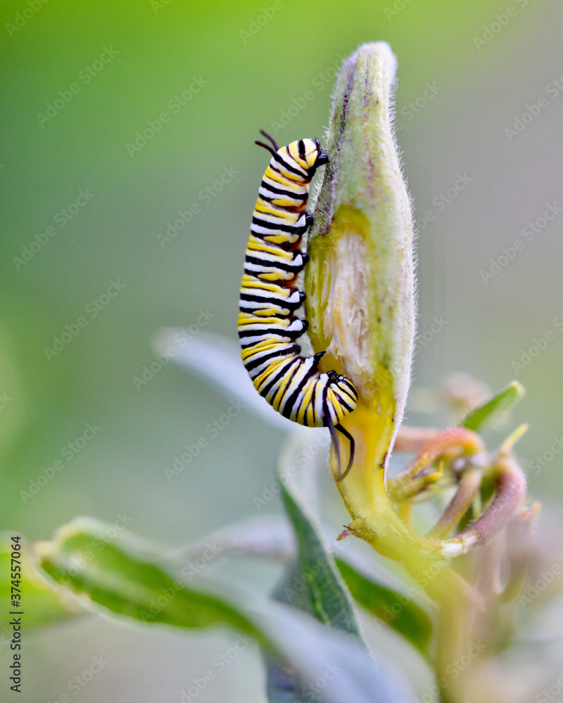 Closeup of a Monarch caterpillar (Danaus plexippus) feeding on the seed ...