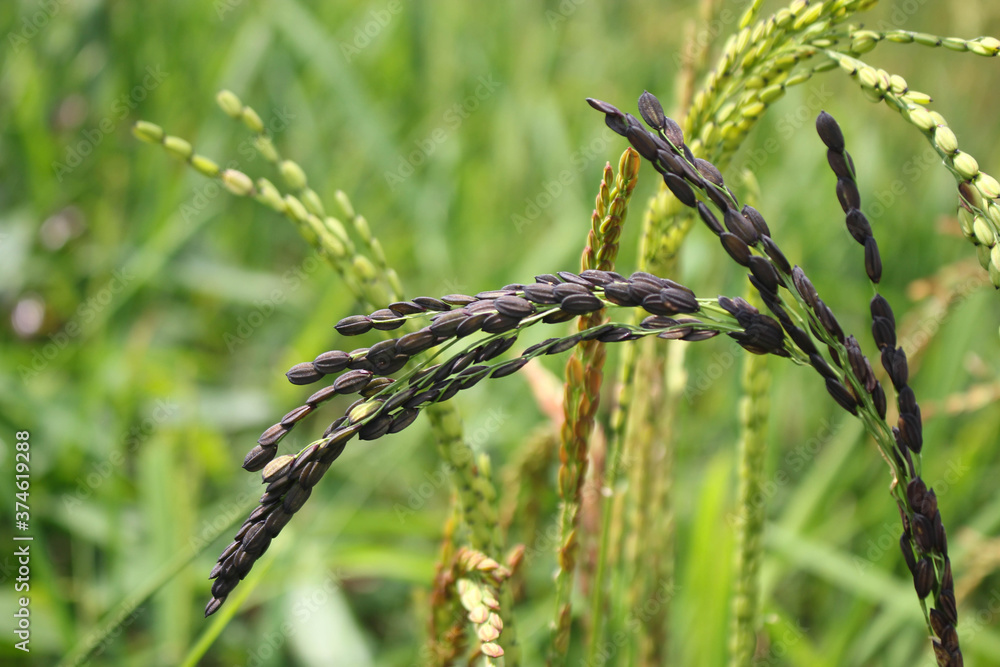 black rice farming mountain rice field country side Image Image Stock ...