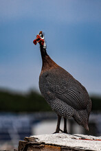 Helmeted Guinea Fowl Close-up Free Stock Photo - Public Domain Pictures