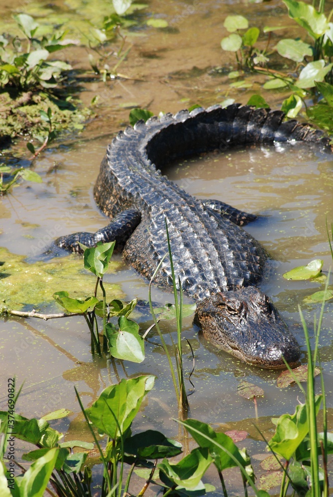 Photo Stock American Alligator Facing Camera in Natural Habitat Swamp ...