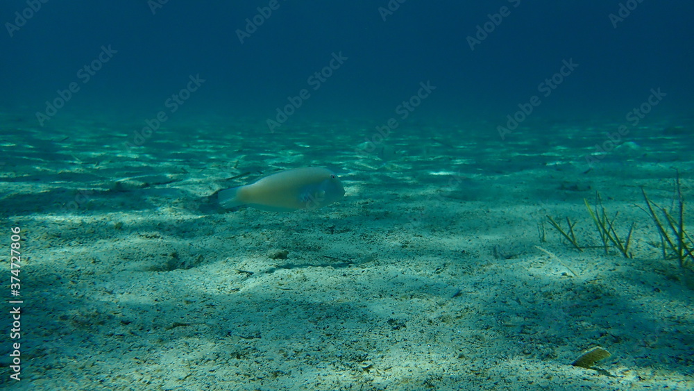 Pearly razorfish or cleaver wrasse (Xyrichtys novacula) undersea ...