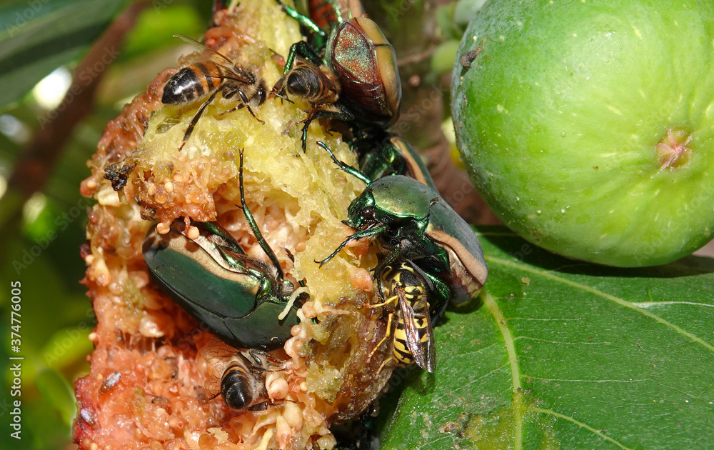 Various insects and beetles eating the ripe fruit and ruining the fig harvest Stock Photo ...