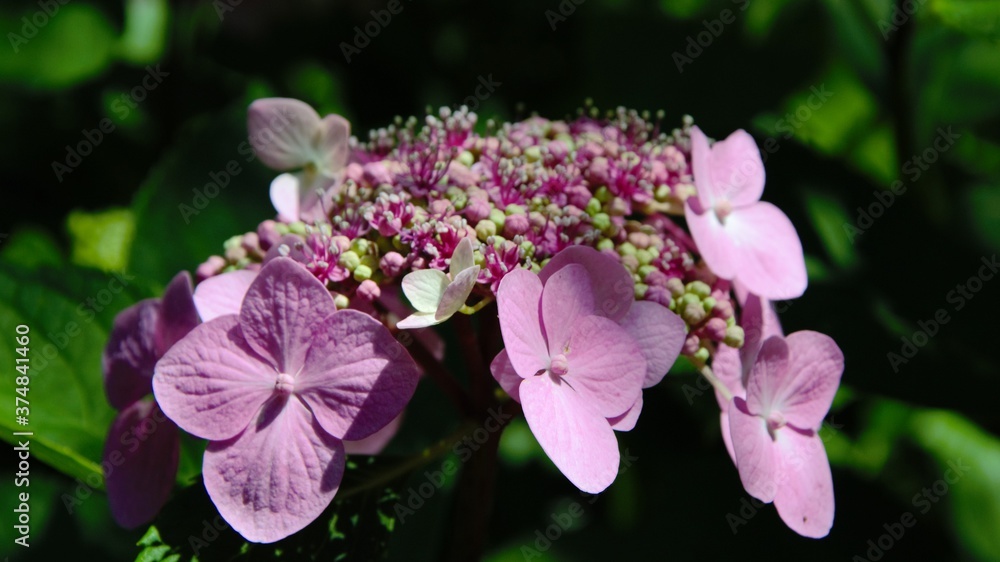 Hydrangea serrata 'Blue bird' flowers (common names: mountain hydrangea ...