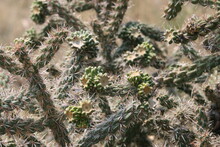 Cholla Buds Free Stock Photo - Public Domain Pictures