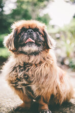 Pekingese Dog Free Stock Photo - Public Domain Pictures