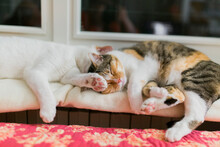 Sloths Hugging Free Stock Photo - Public Domain Pictures