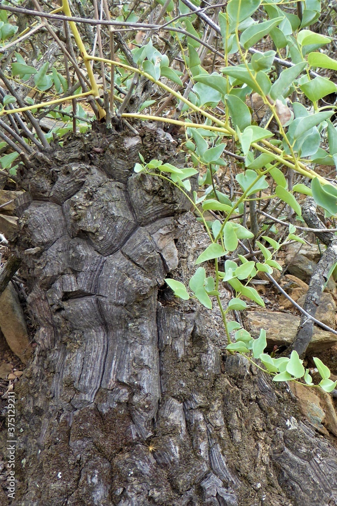 Dioscorea Elephantipes / Elephant's Foot Plant in Nature, Little Karoo ...