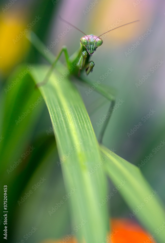 Praying Mantis up close and personal Stock Photo | Adobe Stock