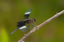 Male Widow Skimmer Dragonfly Free Stock Photo - Public Domain Pictures