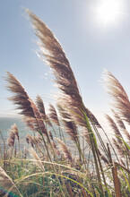 Reeds Blowing In Wind Free Stock Photo - Public Domain Pictures
