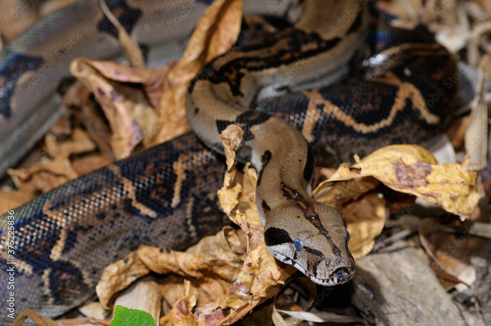 Boa constrictor flicking forked tongue on leaf litter in tropical ...