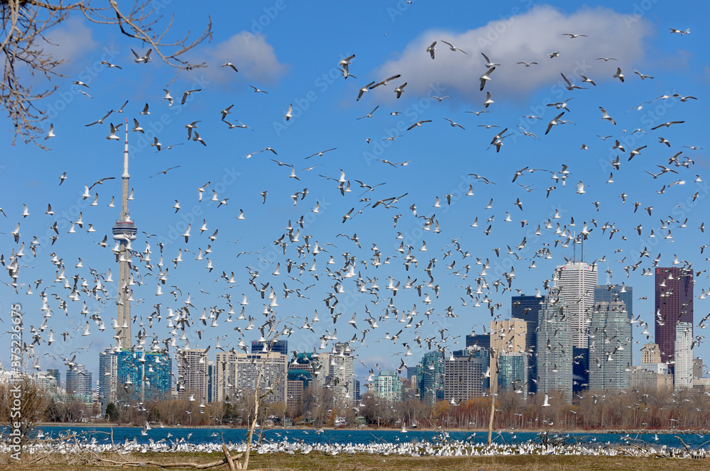 Flock of mating Ring Billed Gulls at Leslie Street Spit nesting grounds ...