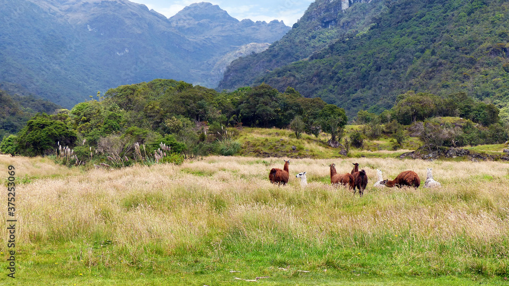 Llamas (lamas) grazing at the grassy valley in Cajas national park at ...