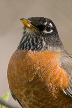 American Robin In Grass Close-up Free Stock Photo - Public Domain Pictures
