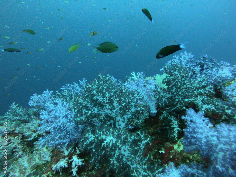 Coral Reef and Tropical Fish in Thailand fish. Beautiful Undersea world ...