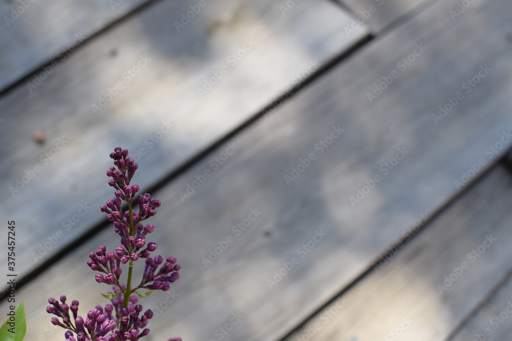Arbusto del lilo con flor lila morada y fondo de madera Stock Photo ...
