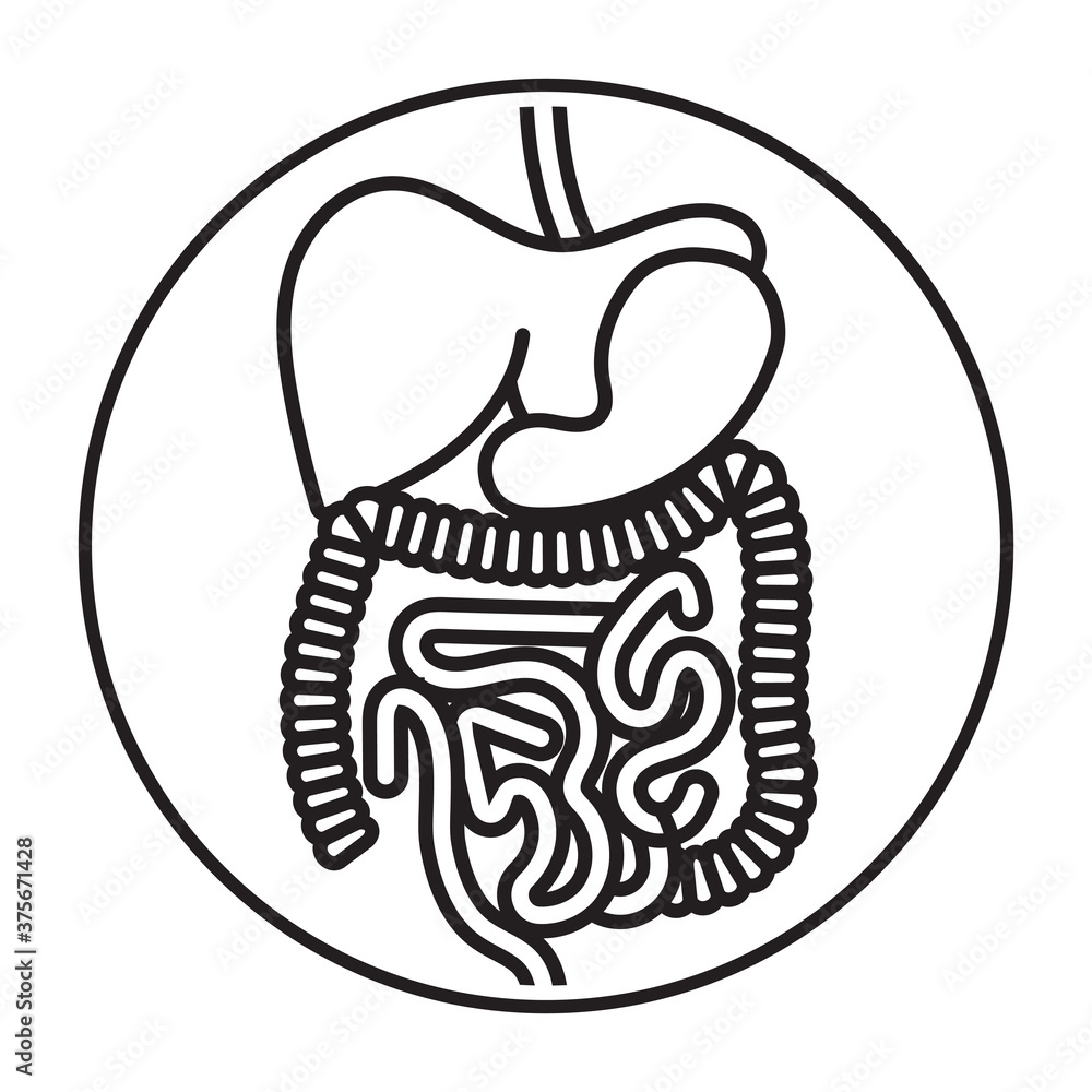 Rounded the human digestive system organs line art vector icon for apps ...