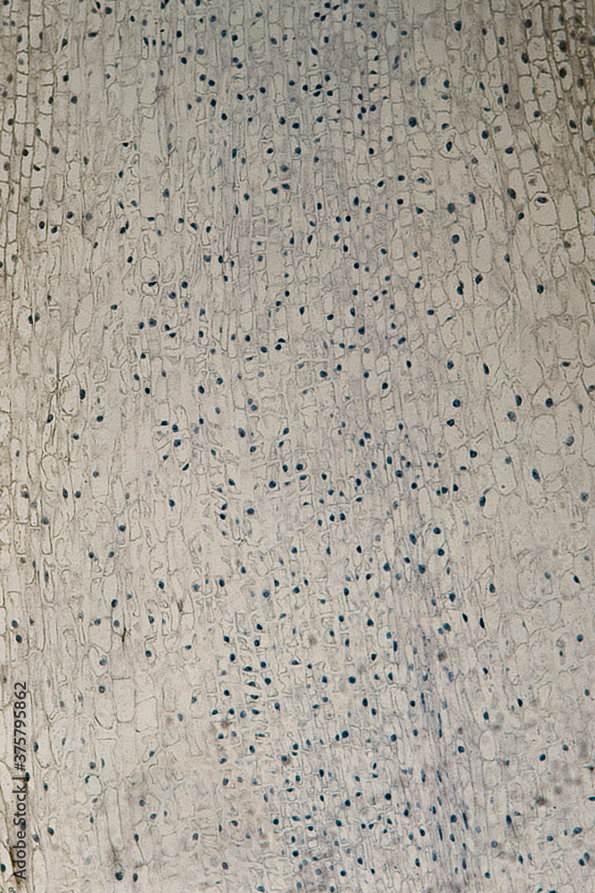 broad bean cells vicia faba root tip Stock Photo | Adobe Stock