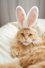 Easter Kitten Rabbit Ears Free Stock Photo - Public Domain Pictures