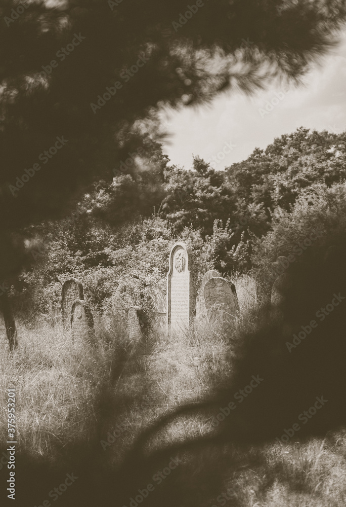 Tombstone at abandoned jewish cemetery in the middle of forest in Zarki ...