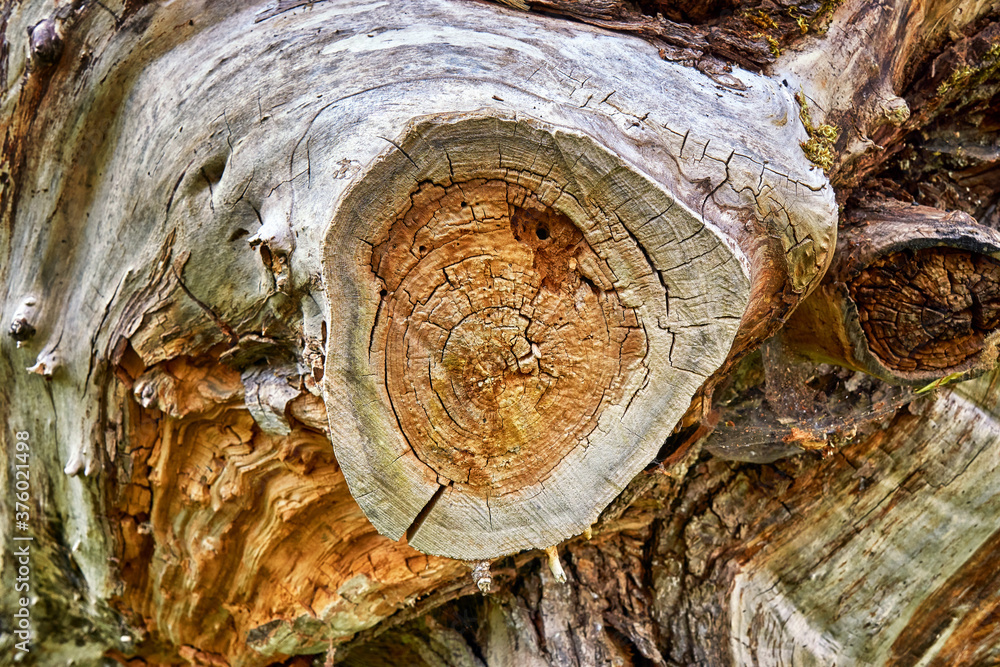 Cross section with growth rings from an old sawed off tree. Timber wood ...