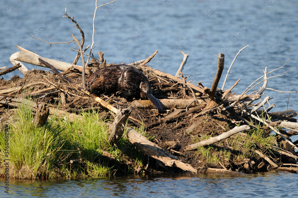 Beaver stock photos. Beaver close-up profile view building a beaver ...