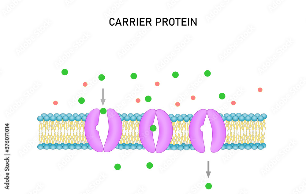 Active transport across the cell membrane. Substance movement against ...