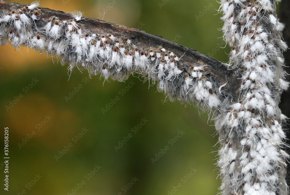 Foto The white fluffy objects on the stem and branch of this young ...
