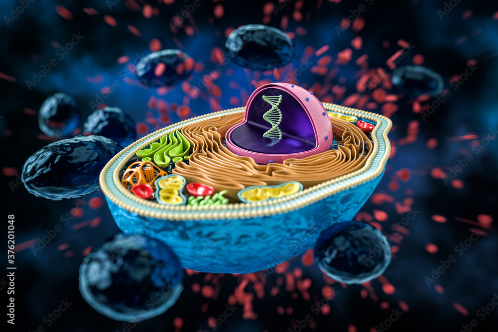 3D rendering of the human cell cross section, detailed colorful anatomy ...