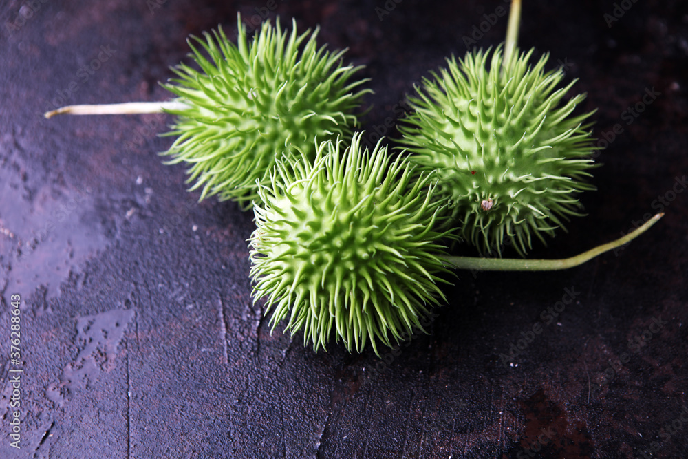 Cucumis africanus. Wild cucumber looks like prickly greenish cucumbers ...