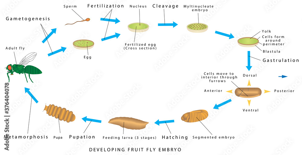 Fruit fly. Developing fruit fly embryo on a white background ...