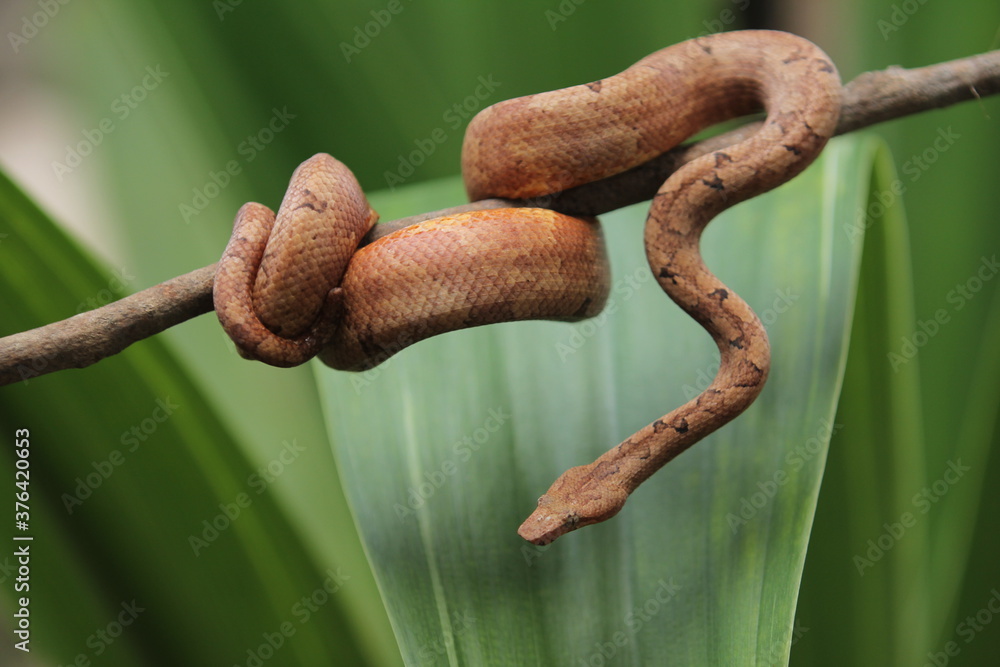 Photo Stock Candoia carinata snake, known commonly as the Pacific ...