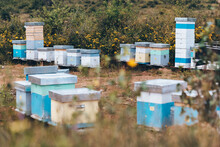 Blue Bee Hive Free Stock Photo - Public Domain Pictures