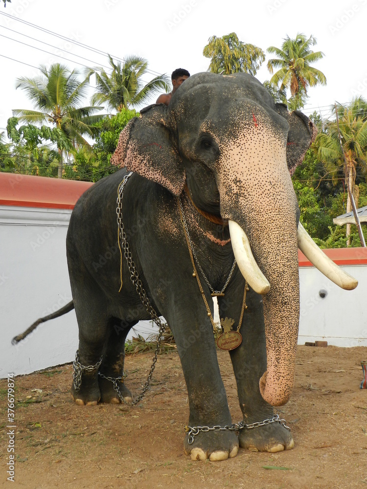Proud elephant, Pooram, Kerala, India Stock Photo | Adobe Stock