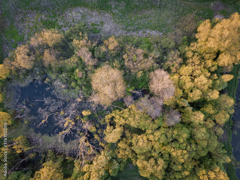 Swamp terrain aerial top down view. Trees with green foliage, plants ...