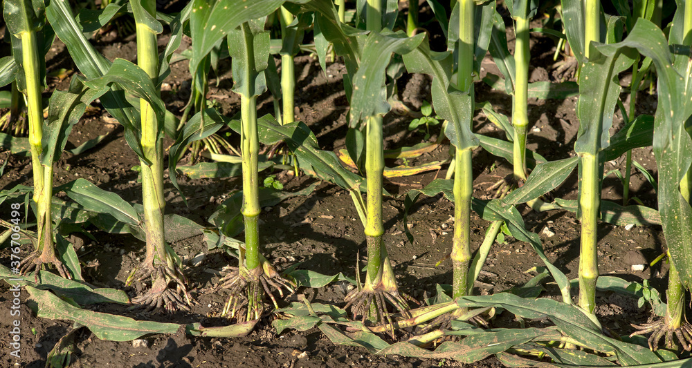 Closeup corn plant fibrous roots in ground, in farm field, rows of corn ...