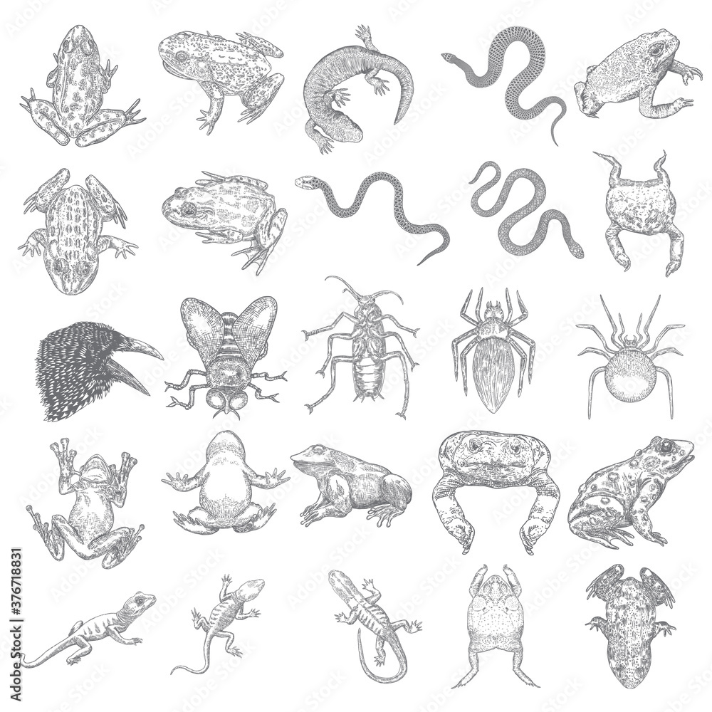 Magic animal elements set. Hand drawn sketch for magician collection ...