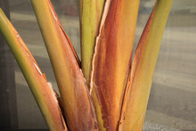 Stems Of Giant Strelitzia Free Stock Photo - Public Domain Pictures