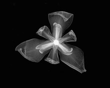 Fortnight Lily Flower Free Stock Photo - Public Domain Pictures