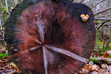 Fall Round Autumn Shelf Free Stock Photo - Public Domain Pictures