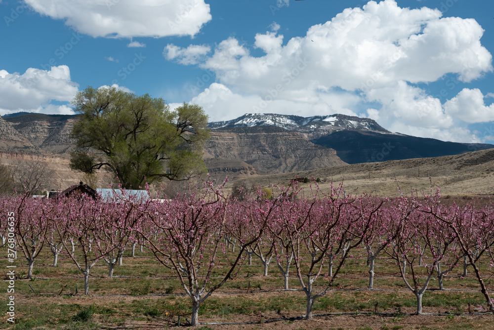 Pink blossoms on fruit trees on western Colorado's Orchard Mesa with ...